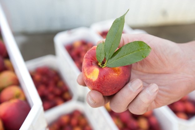 Ontario Tender Fruit : News : The next big thing in Ontario fruit